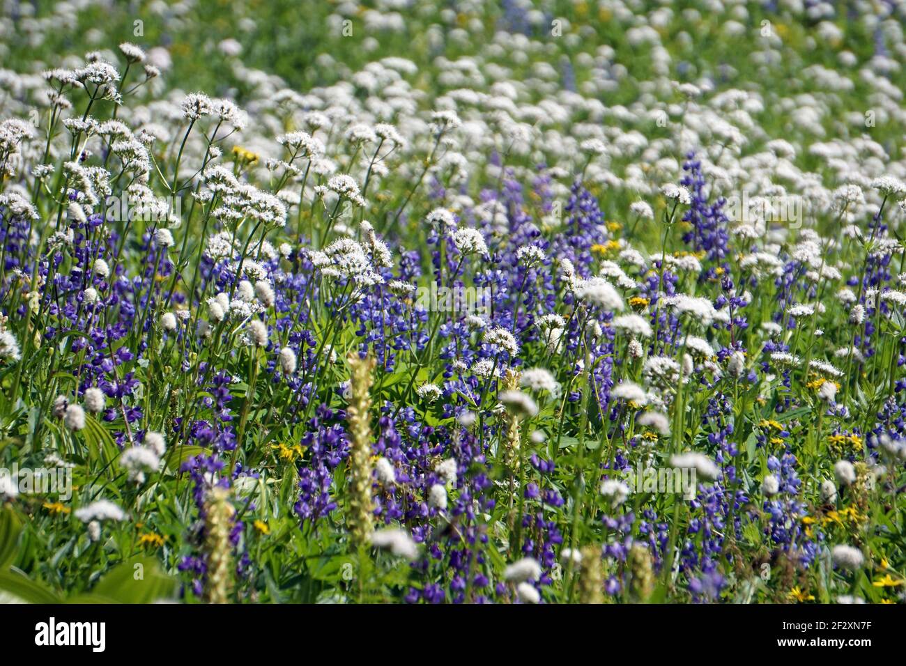 14 skyline divide trail hi-res stock photography and images - Alamy