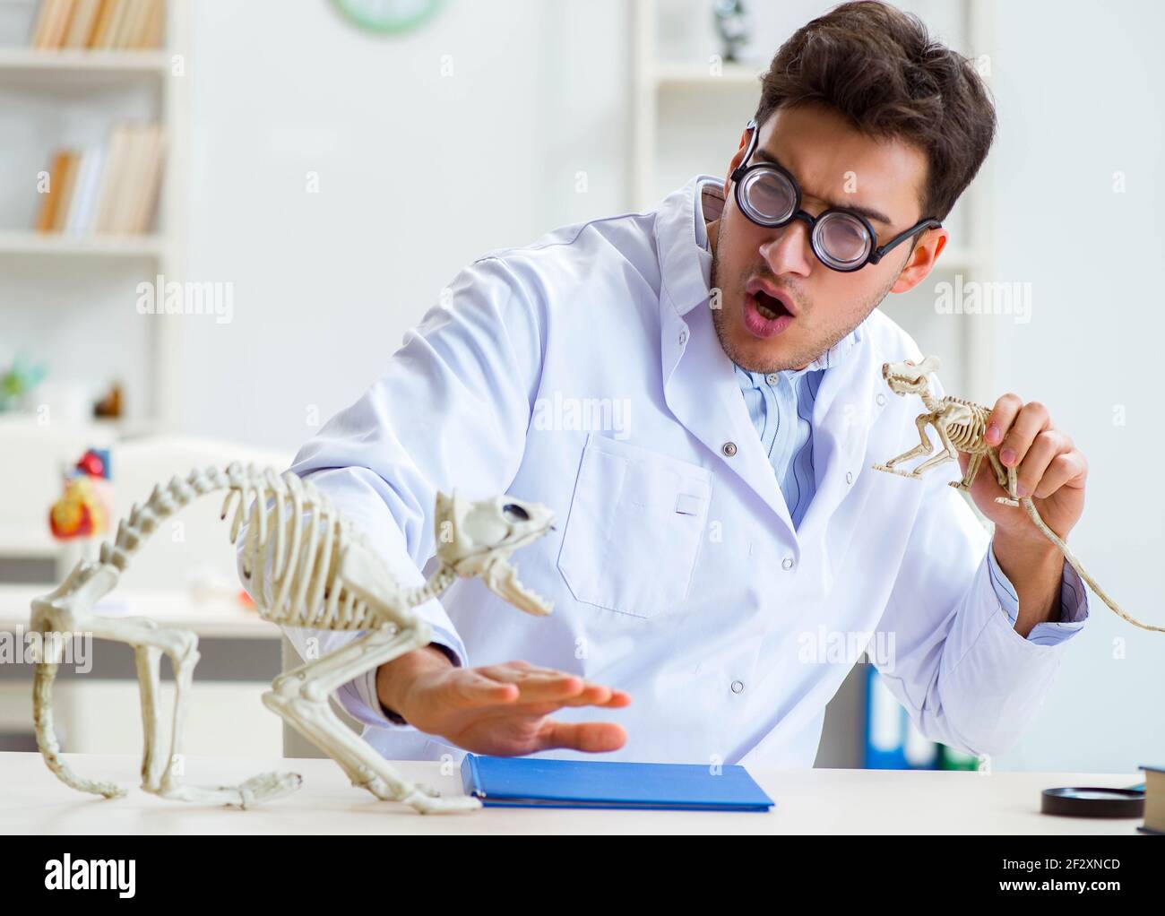 The funny crazy student doctor studying animal skeleton Stock Photo - Alamy