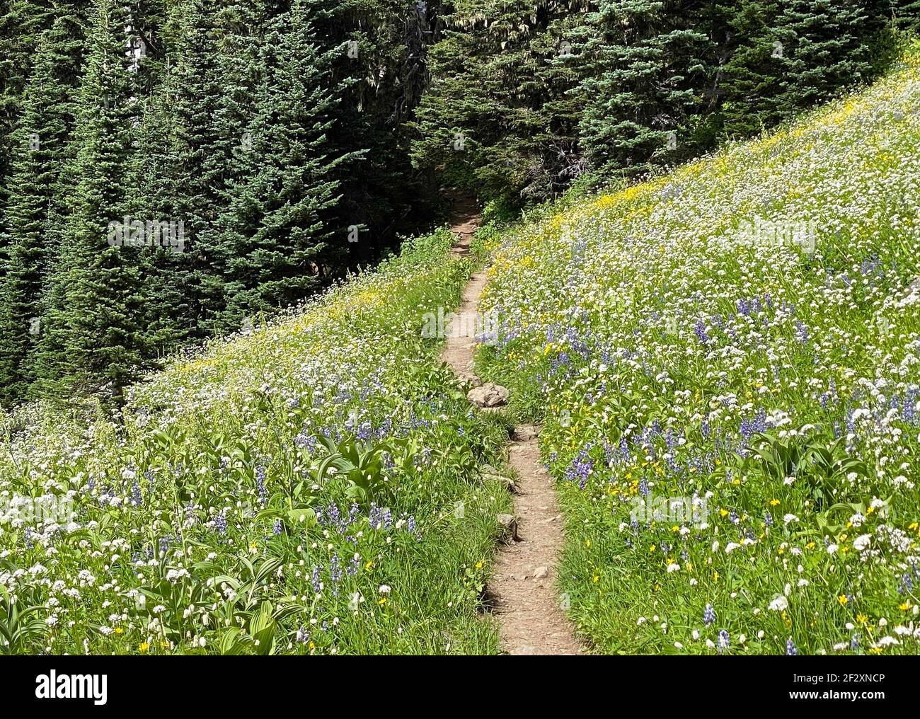 29 skyline divide trail hi-res stock photography and images - Alamy