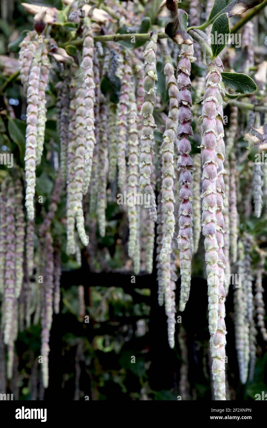 Garrya elliptica ‘James Roof’ Silk tassel James Roof – long ...