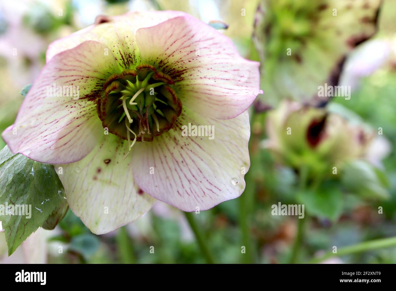 Purple outlines hi-res stock photography and images - Alamy