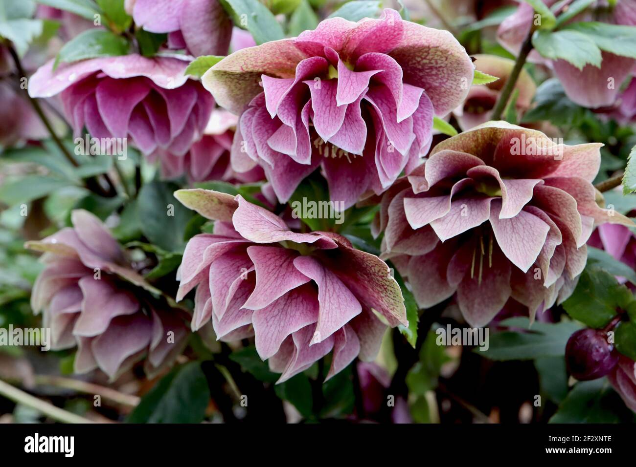 Helleborus x hybridus ‘Double Ellen Red’ Hellebore Double Ellen Red ...