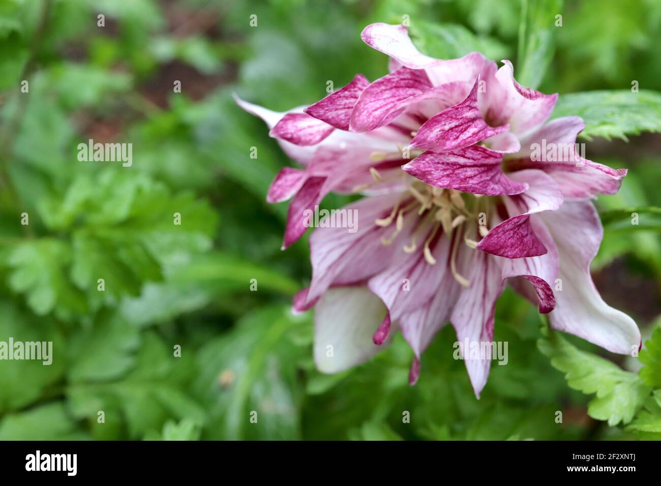 Helleborus x hybridus ‘Spring Promise Lily’ Hellebore Spring Promise ...