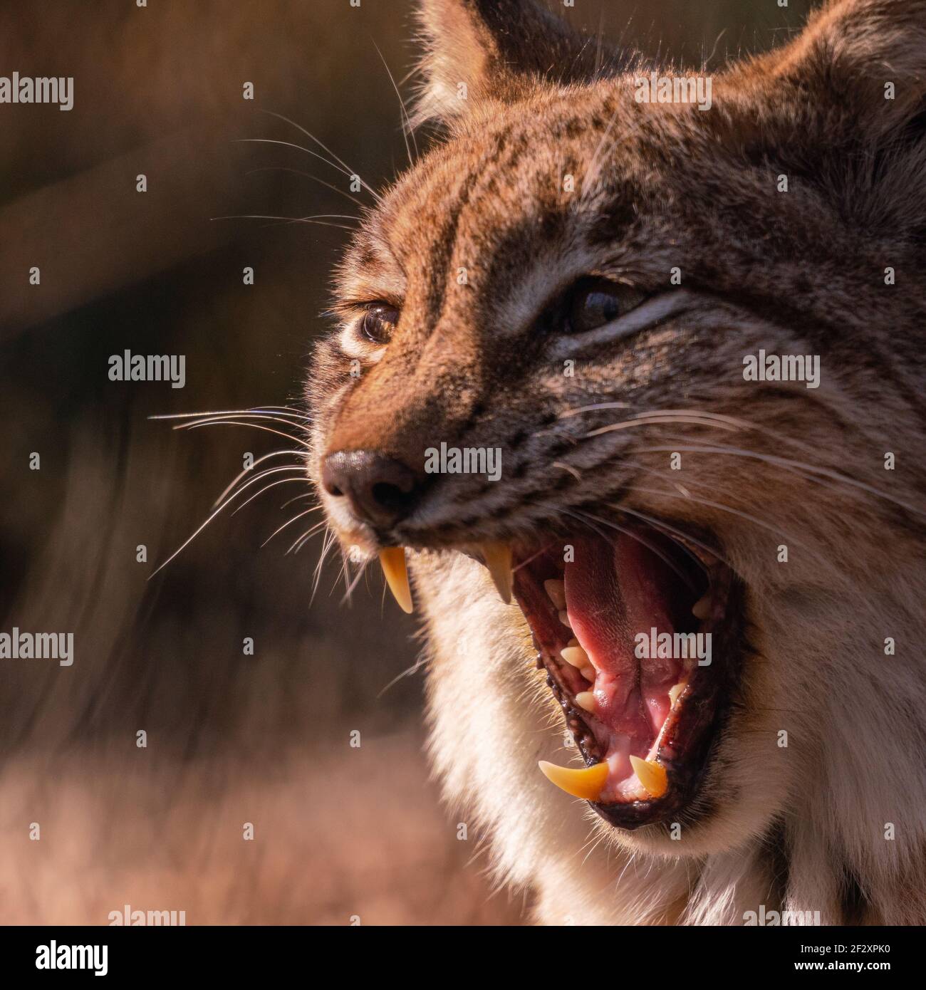Angry Bobcats Animals