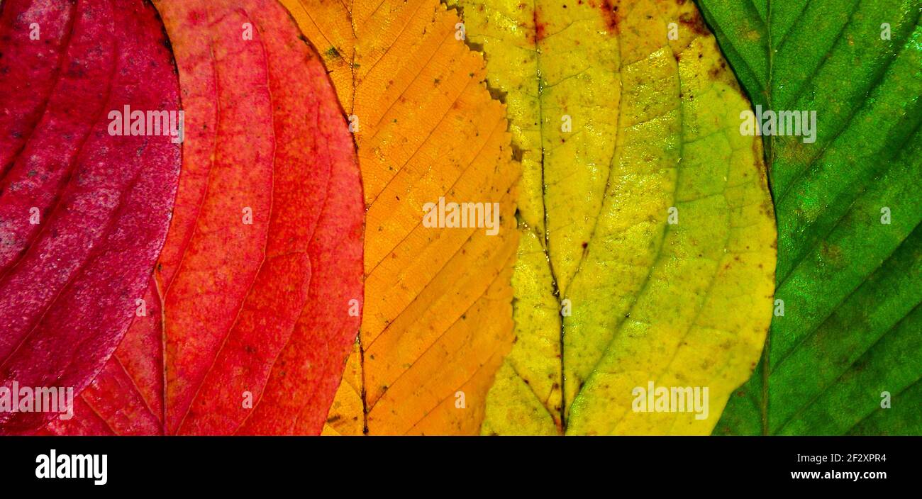 Bright colorful leaves - perfect for background or wallpaper Stock ...