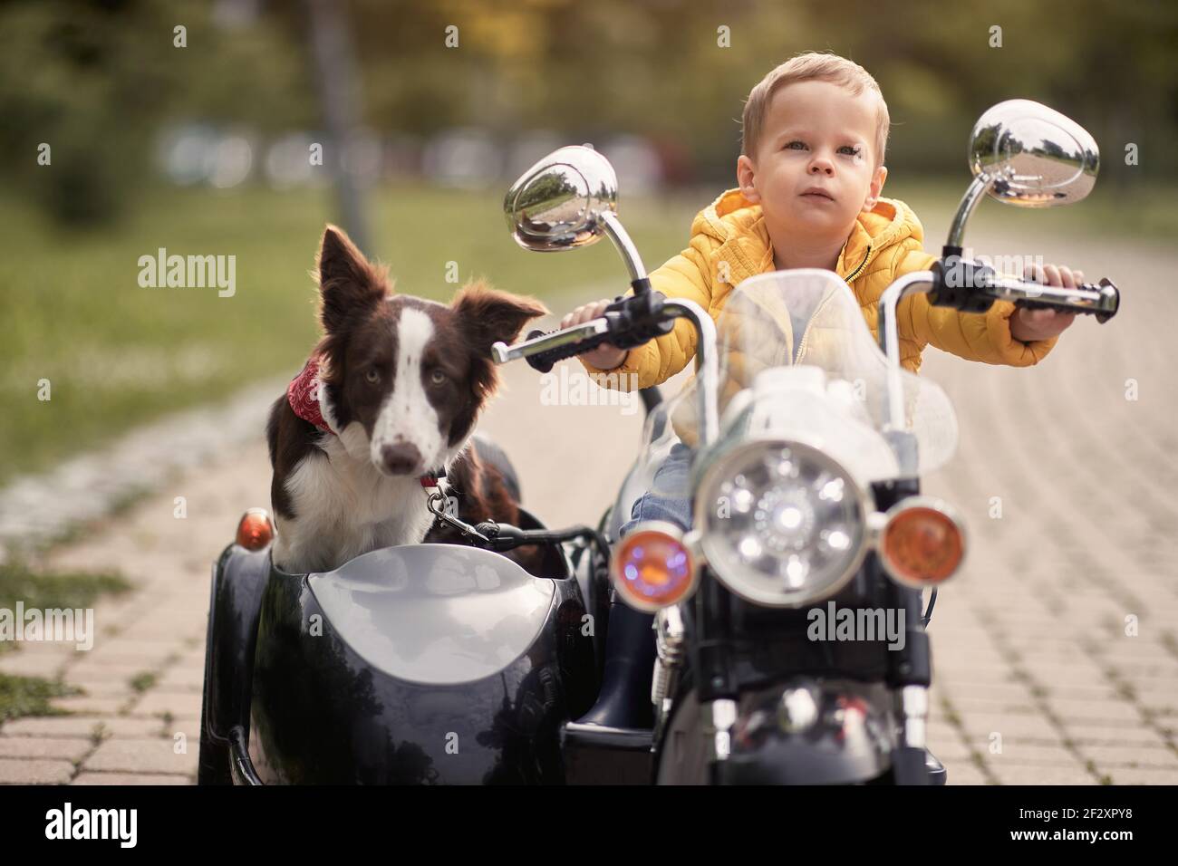 cropped image of caucasian little boy driving dog in sidecar of a ...