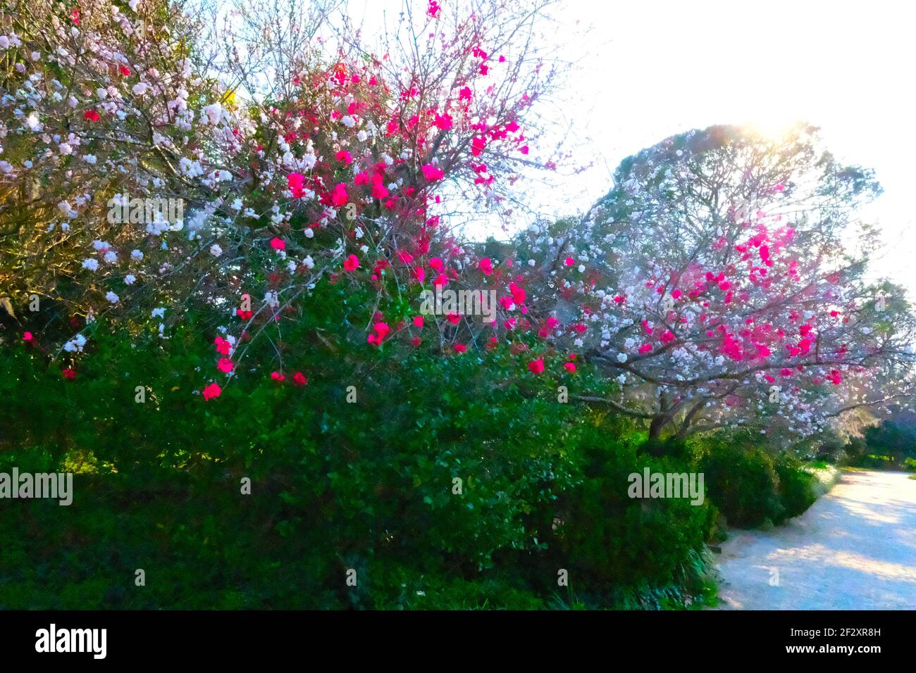 Public Park with Peppermint Trees on Path Stock Photo - Alamy