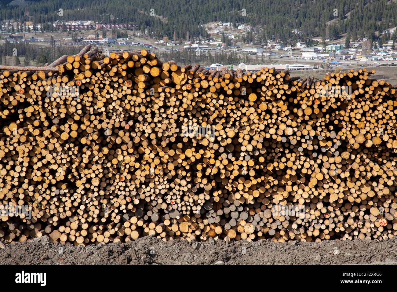 huge stack of raw logs at a logging operation, Williams Lake, British ...