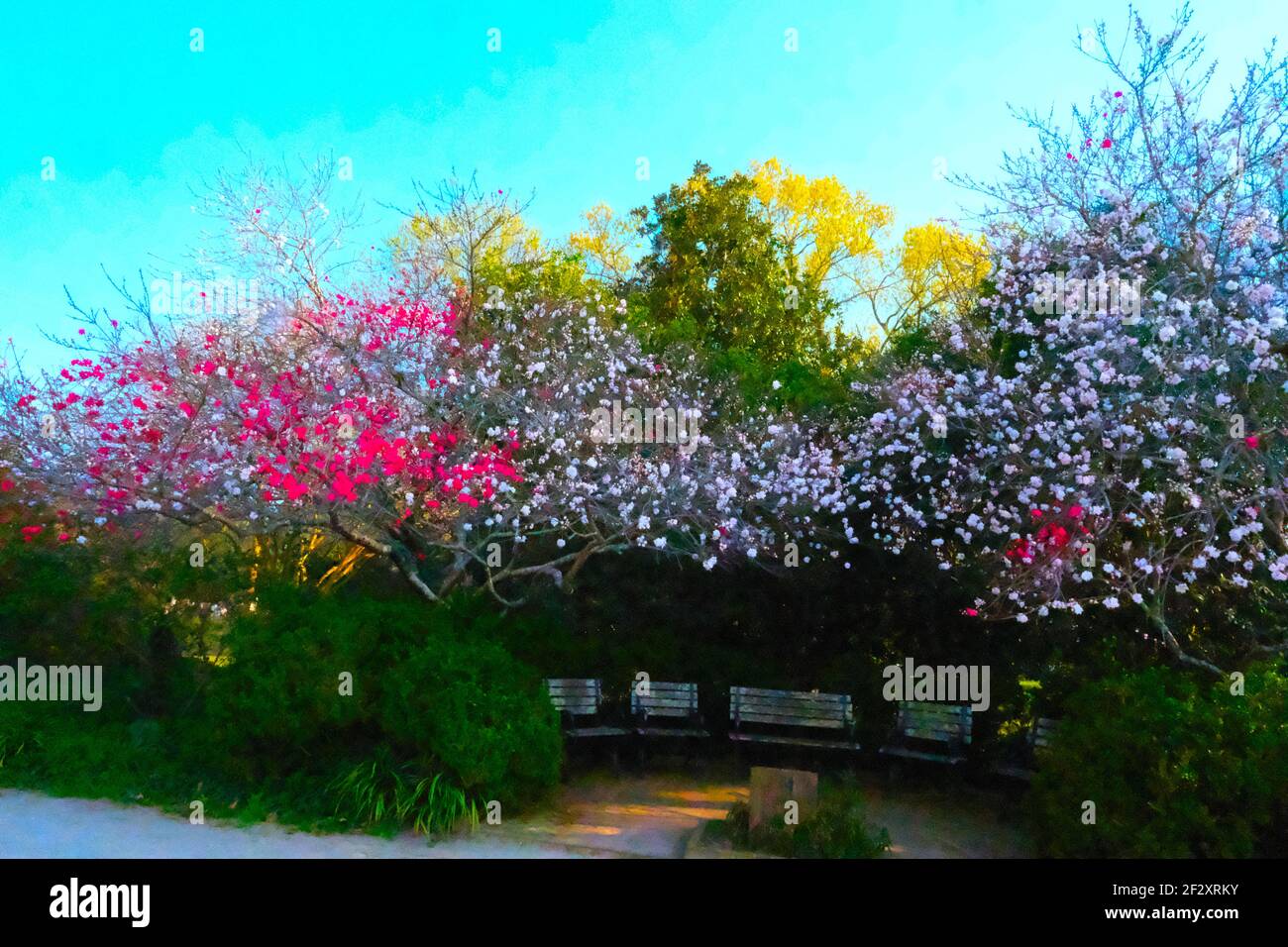 Public Park with Peppermint Trees on Path Stock Photo - Alamy