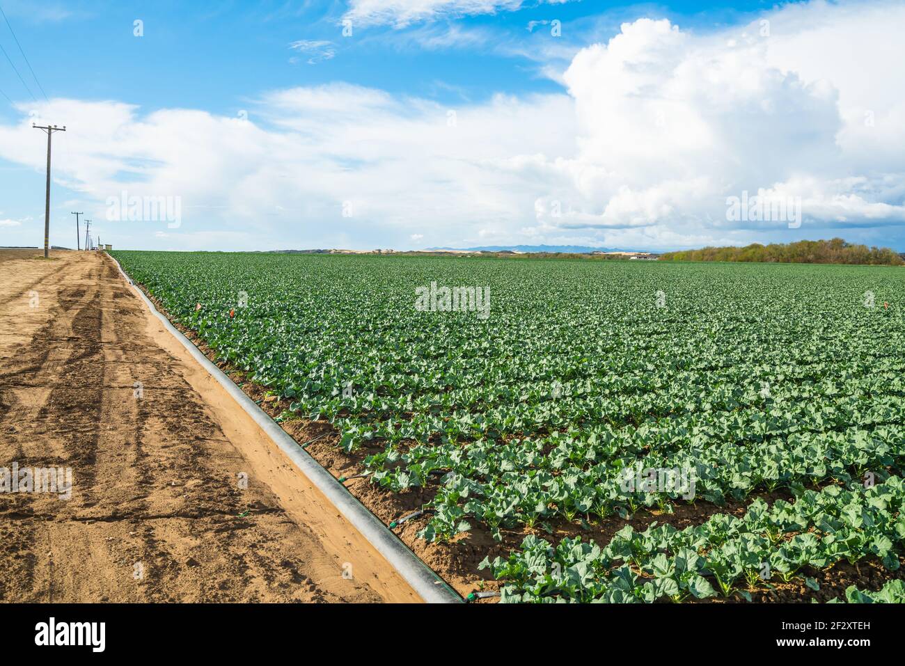 Agricultural field with young plants in a rows, sowing season in early ...