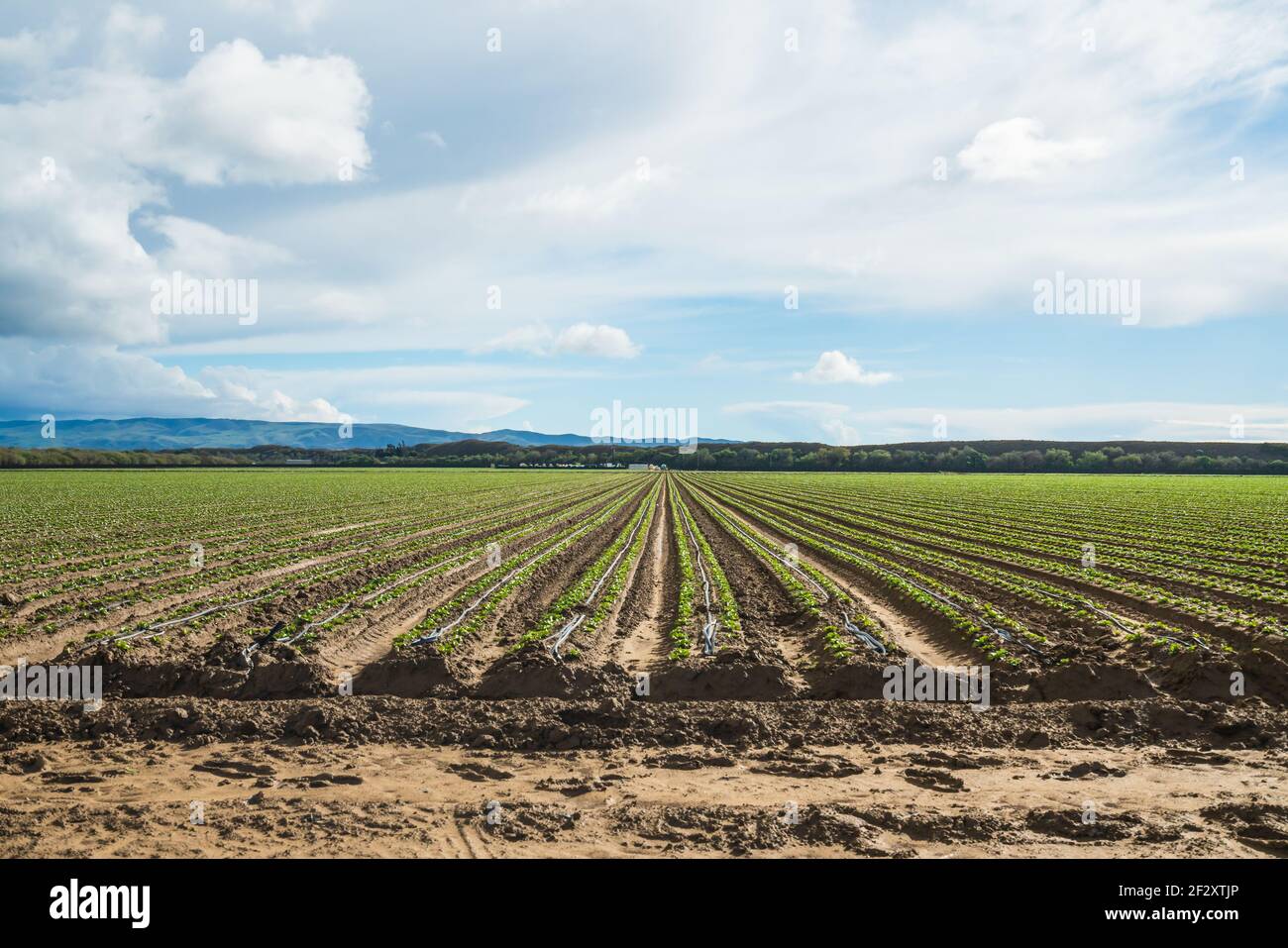 Agricultural field with young plants in a rows, sowing season in early ...