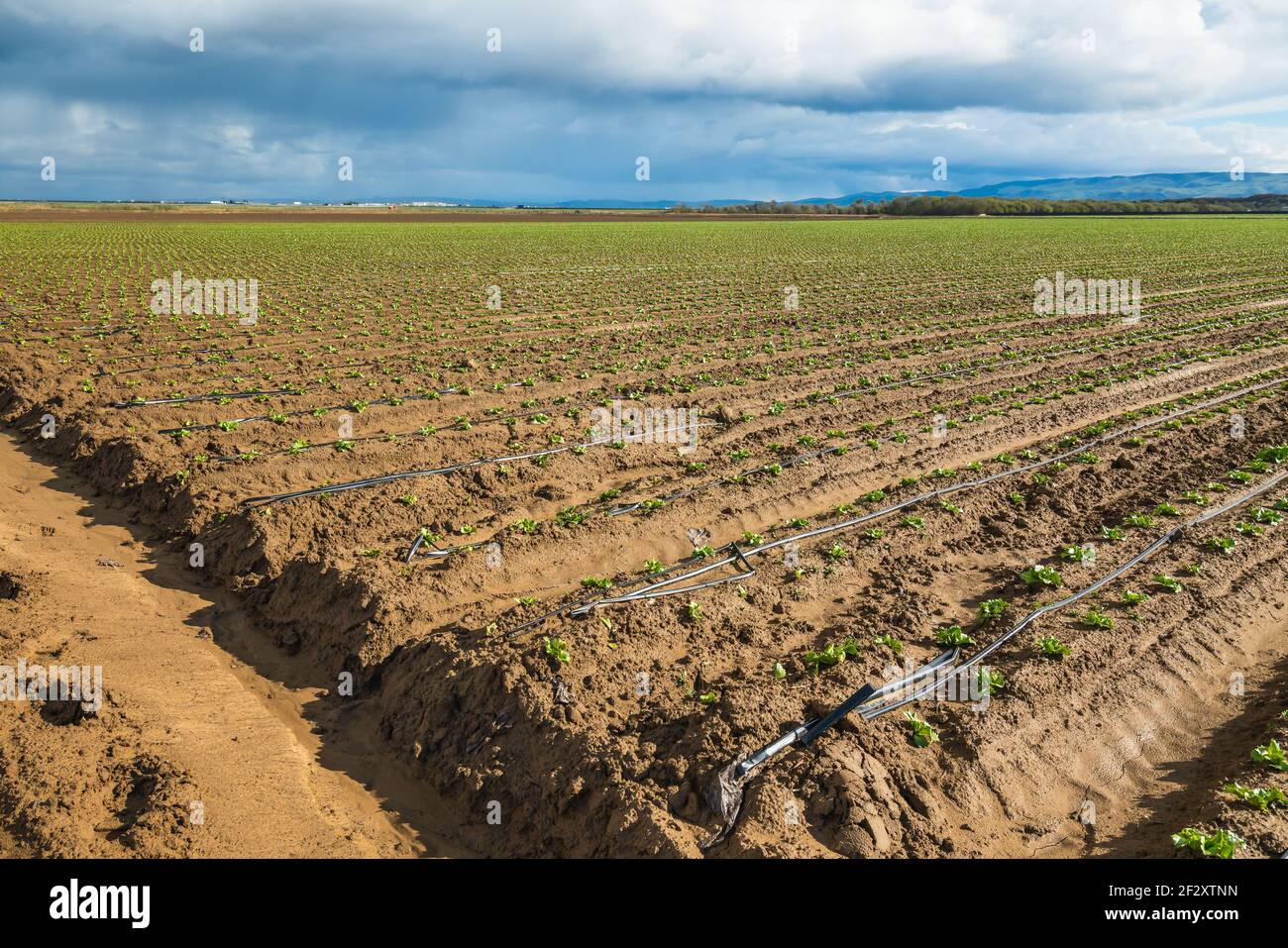 Agricultural field with young plants in a rows, sowing season in early ...