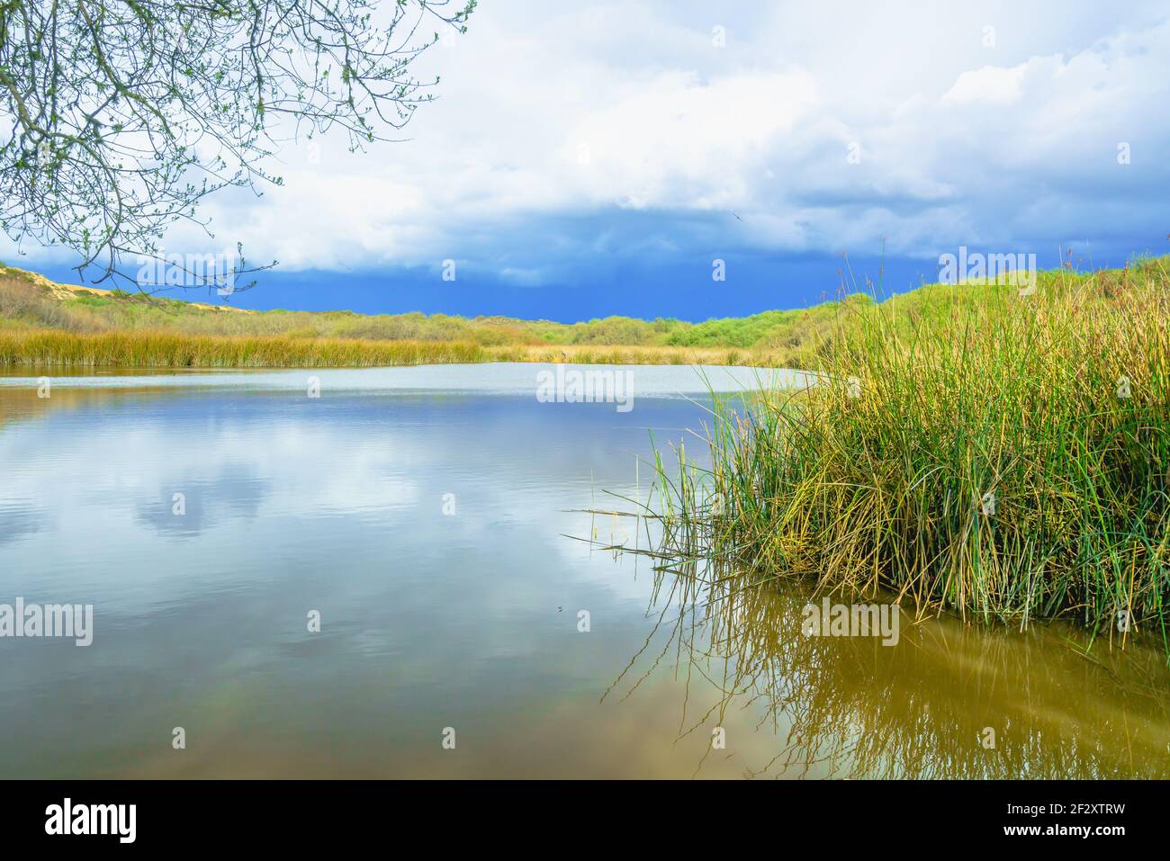 Marsh marshland rushes hi-res stock photography and images - Alamy