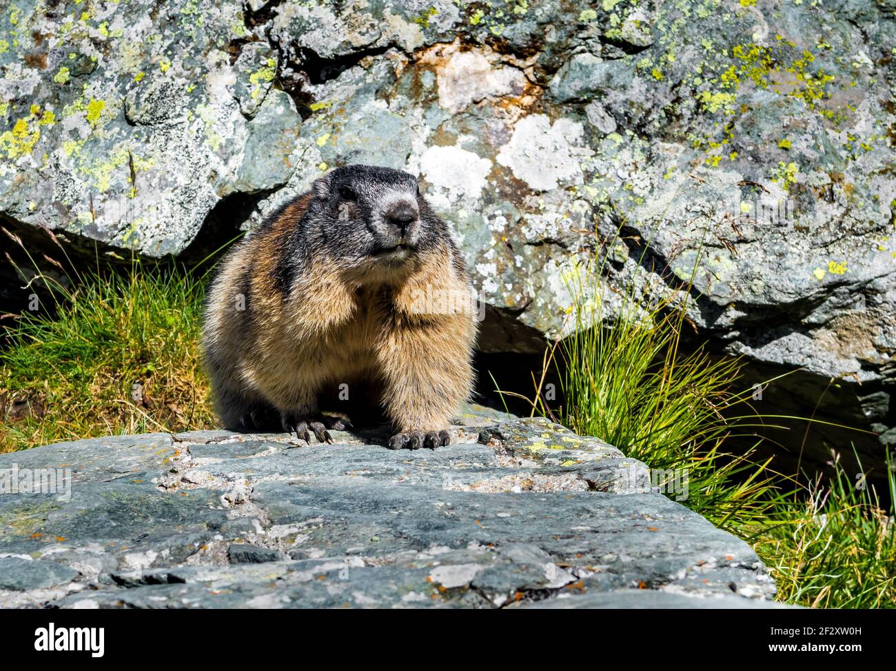 Adult Groundhog In National Park Hohe Tauern With Mountain ...