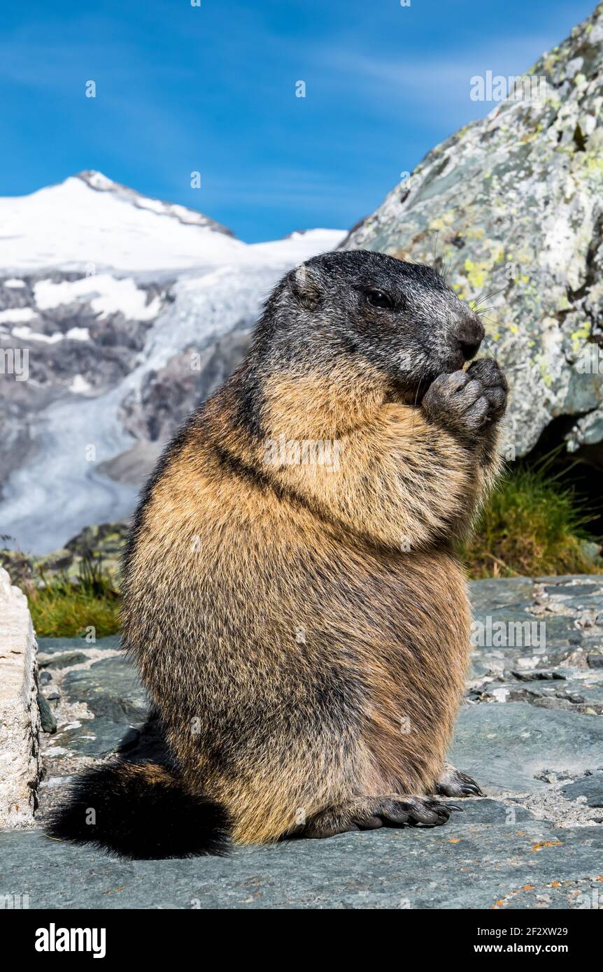 Adult Groundhog In National Park Hohe Tauern With Mountain ...