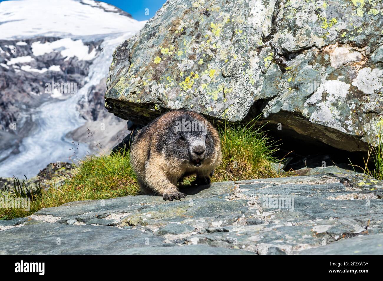 Adult Groundhog In National Park Hohe Tauern With Mountain ...