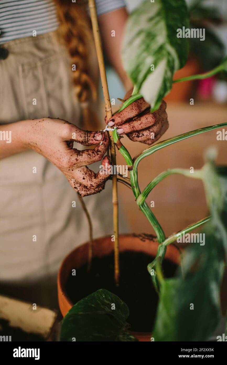 Plant support stick hi-res stock photography and images - Alamy