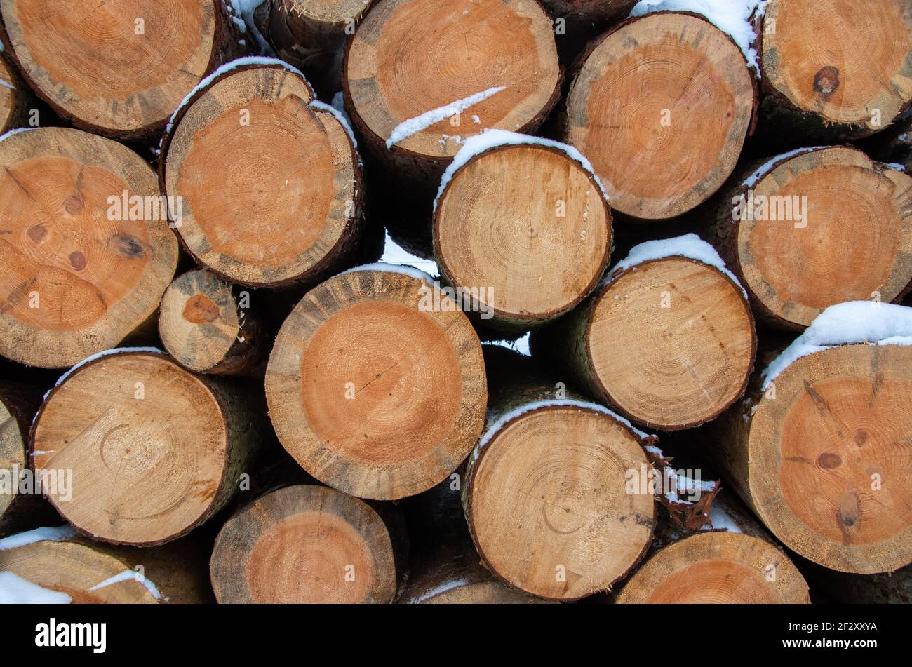 Natural texture cut end log hi-res stock photography and images - Alamy