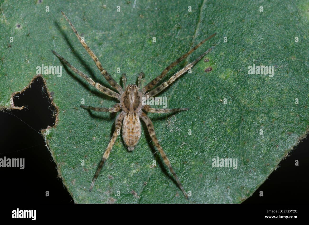 Ghost Spider, Anyphaena sp Stock Photo - Alamy