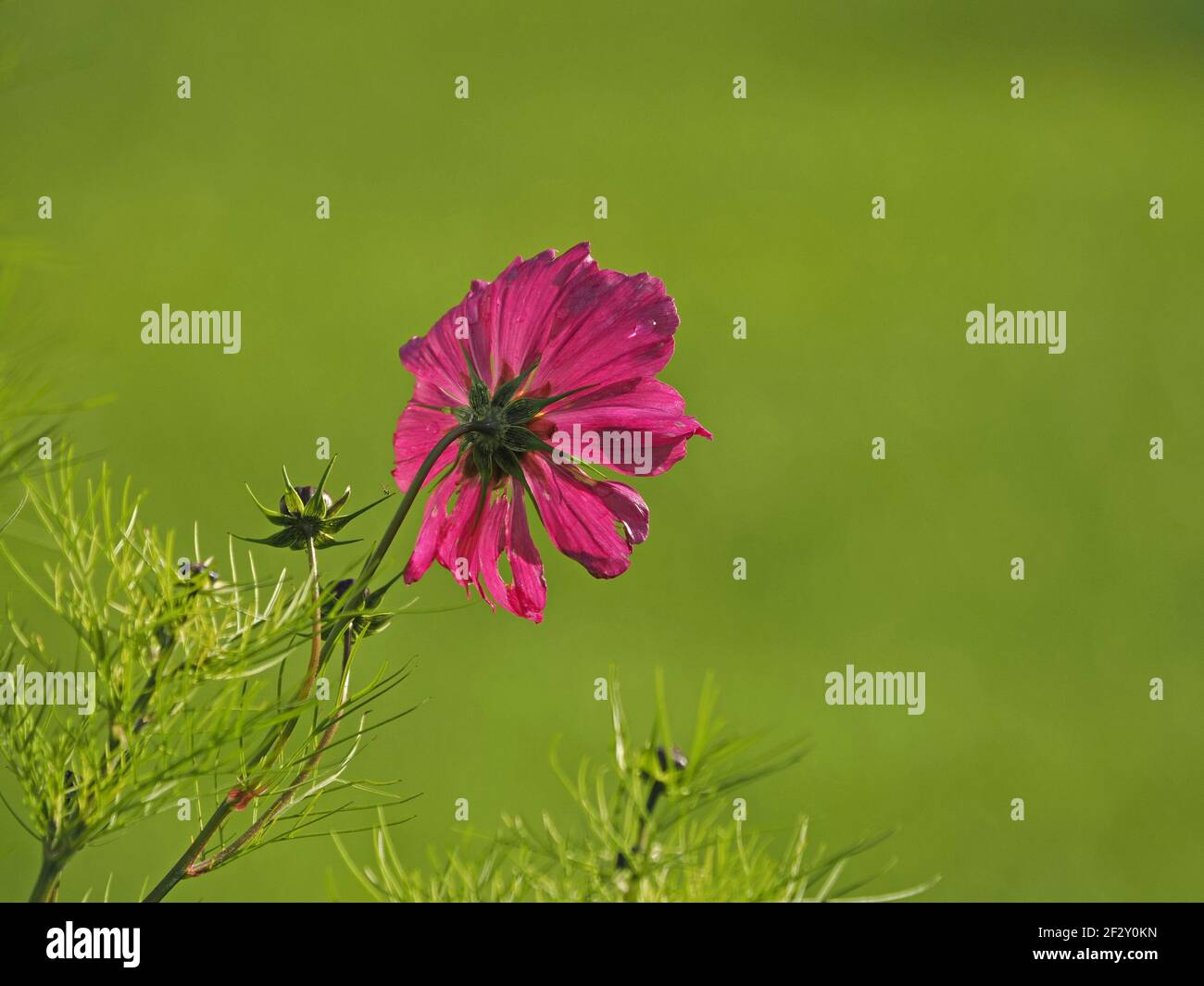 bright petals of purple flower contrast with vivid complementary green ...