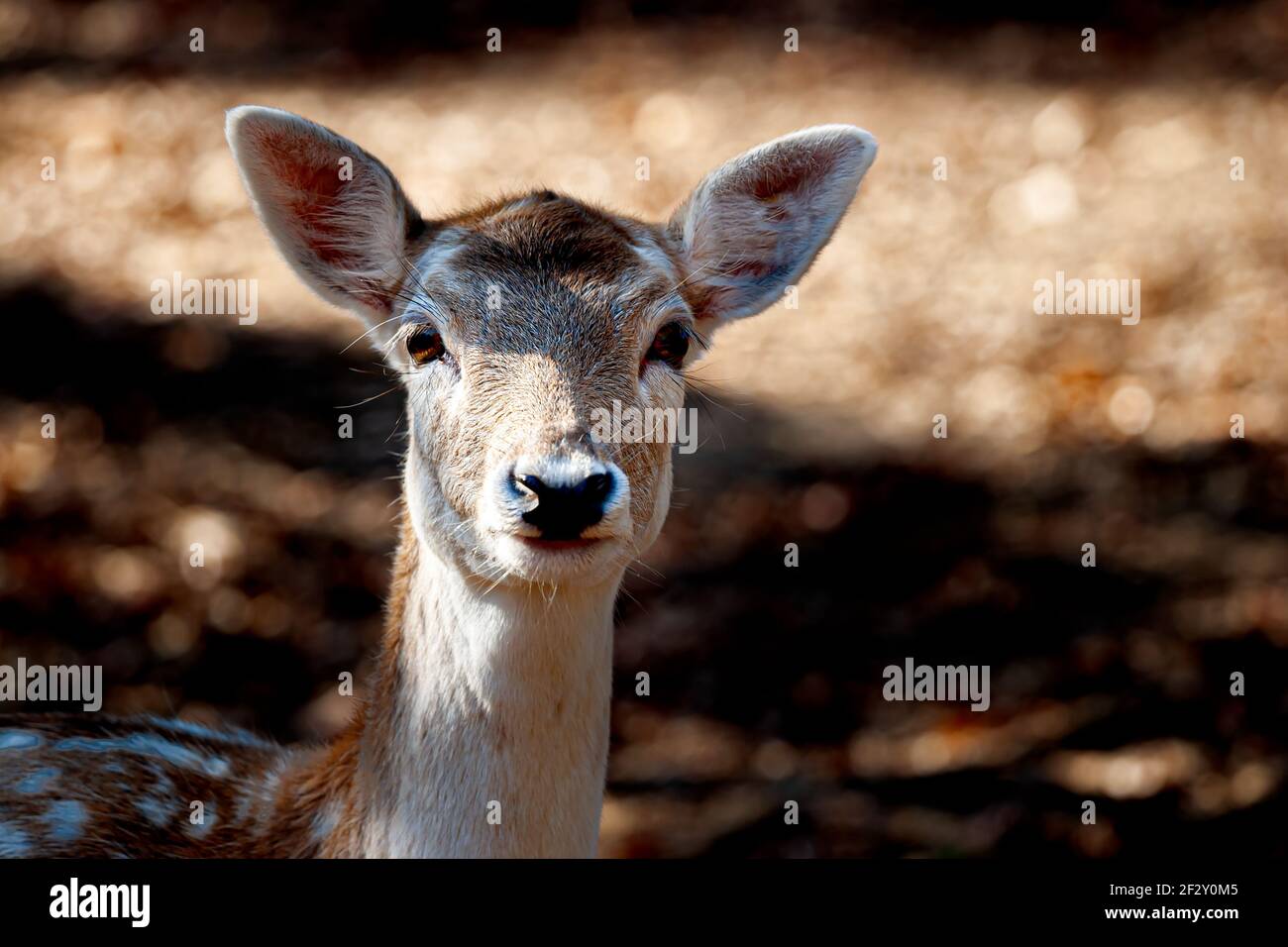 The fallow deer is an elegant, medium-sized deer, with a typically ...