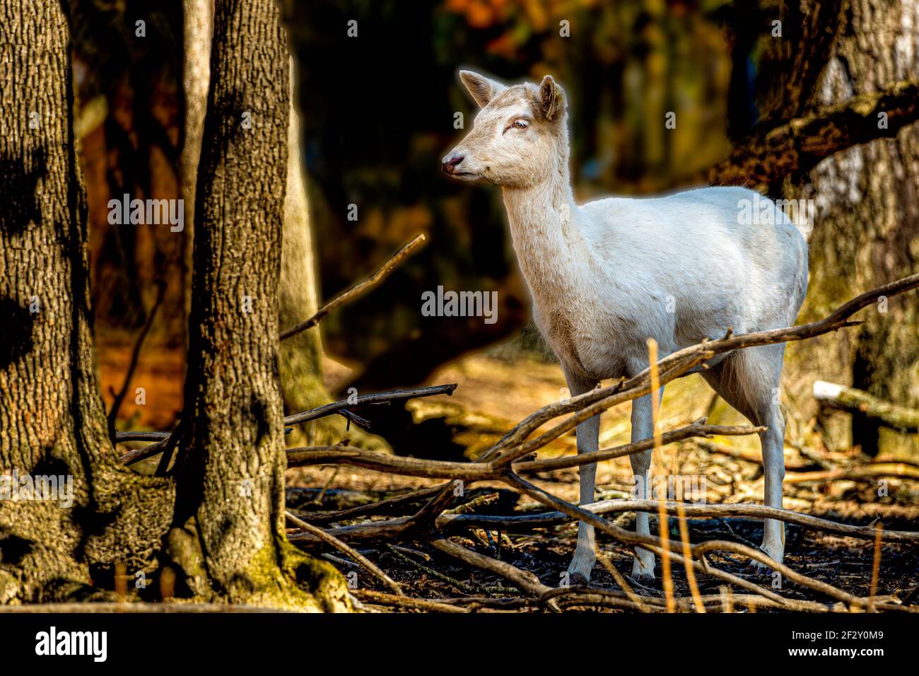 Deer fallow cute animal photo hi-res stock photography and images - Alamy