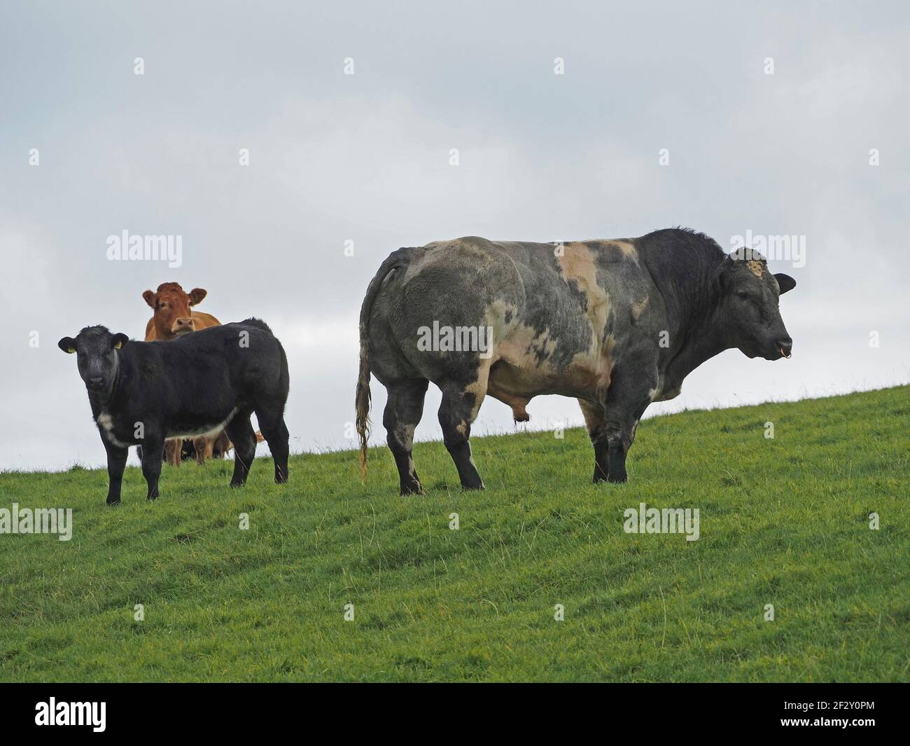 Belgian blue cattle hi-res stock photography and images - Alamy