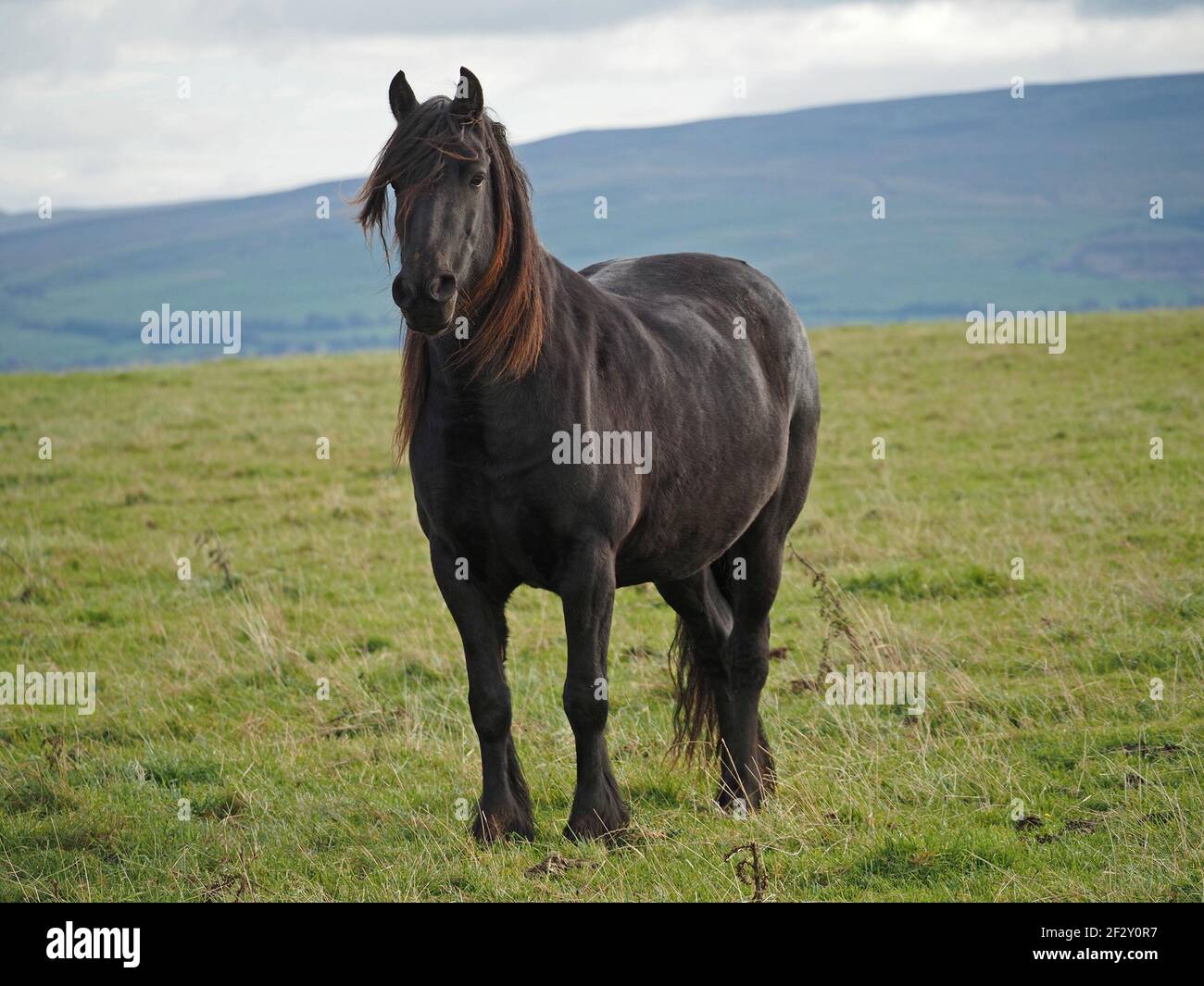 Blowing wind horse hi-res stock photography and images - Alamy