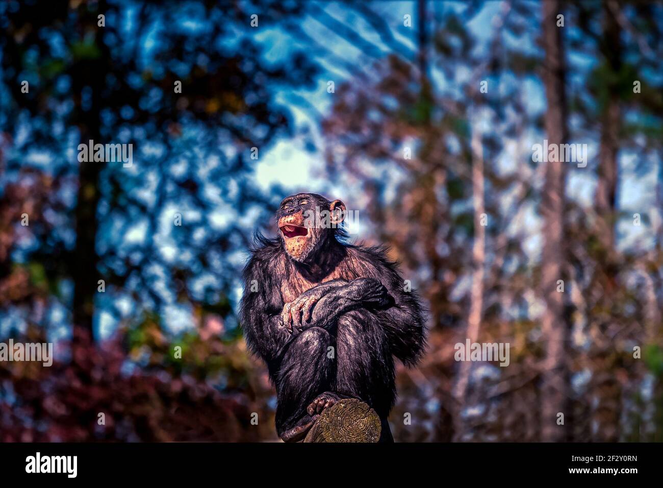 The chimpanzee, also known as the common chimpanzee, robust chimpanzee ...