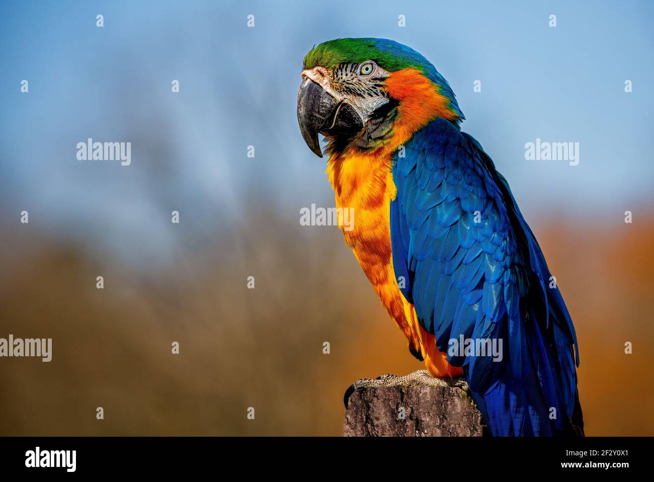 Colorful feathered bird hi-res stock photography and images - Alamy