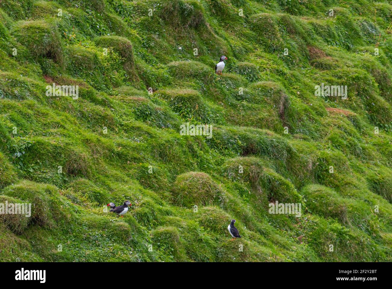 Puffins nesting at Heimaey island on Iceland Stock Photo - Alamy