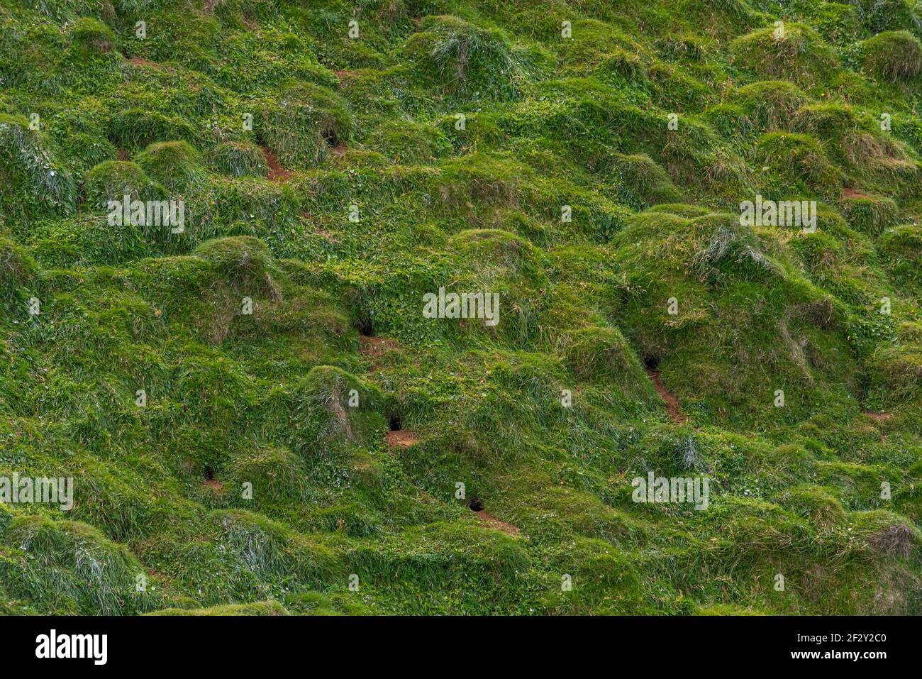 Puffins nesting at Heimaey island on Iceland Stock Photo - Alamy
