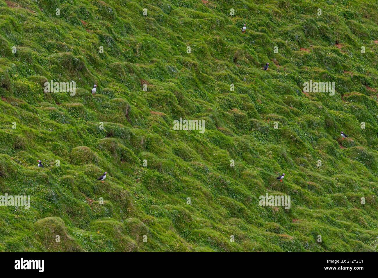 Puffins nesting at Heimaey island on Iceland Stock Photo - Alamy