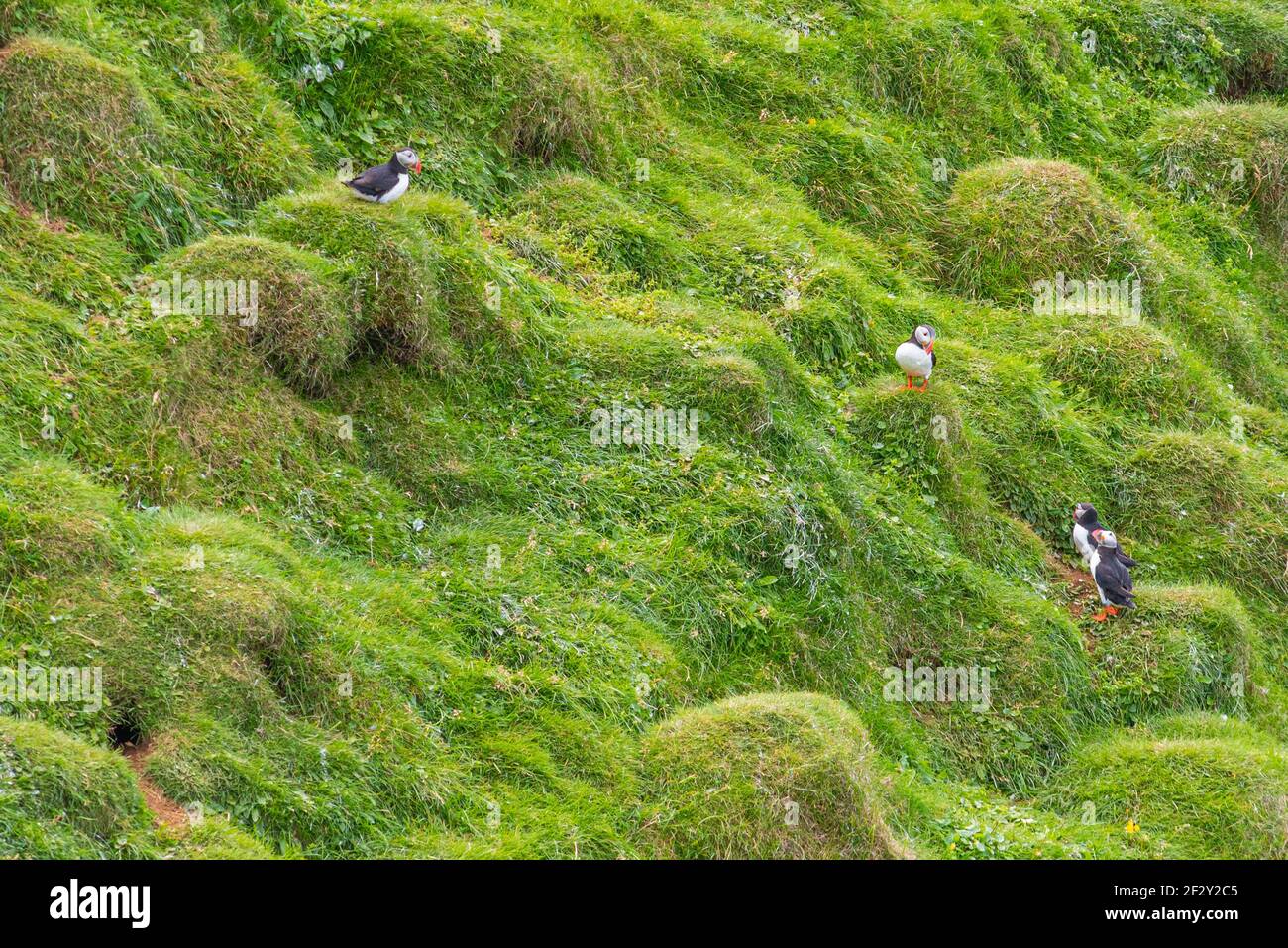 Puffins nesting at Heimaey island on Iceland Stock Photo - Alamy