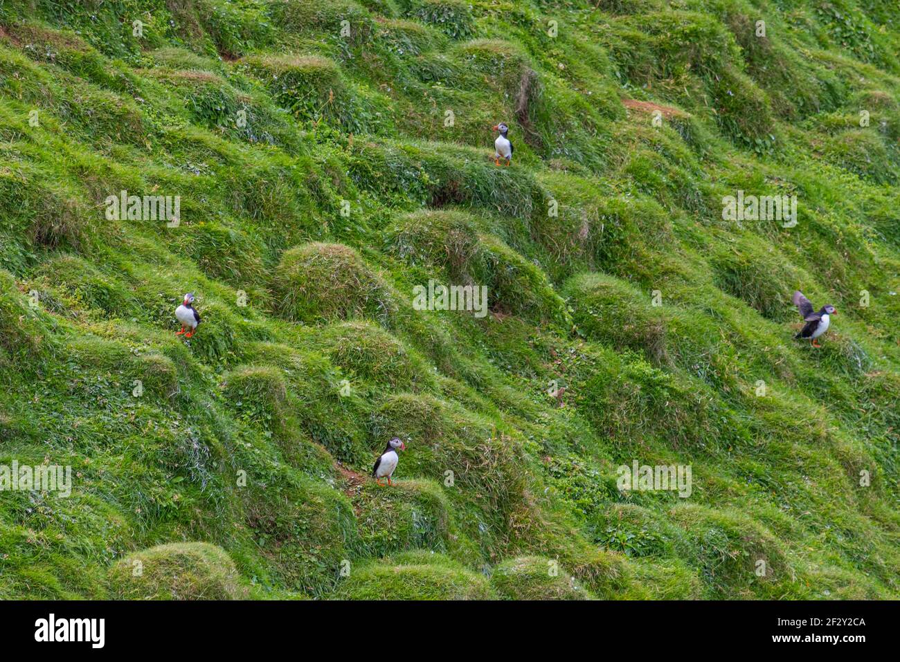 Puffins nesting at Heimaey island on Iceland Stock Photo - Alamy