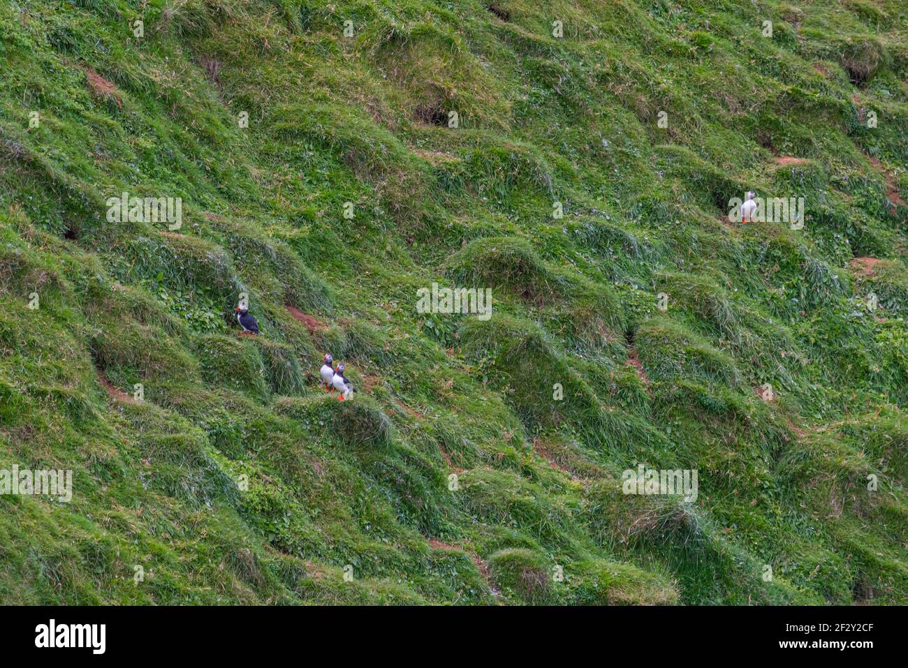 Puffins nesting at Heimaey island on Iceland Stock Photo - Alamy