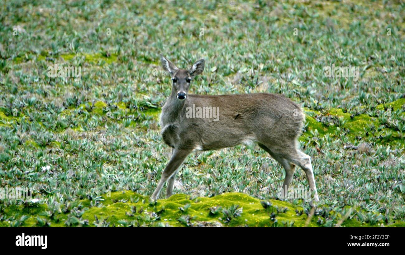 Antisana white tailed deer hi-res stock photography and images - Alamy