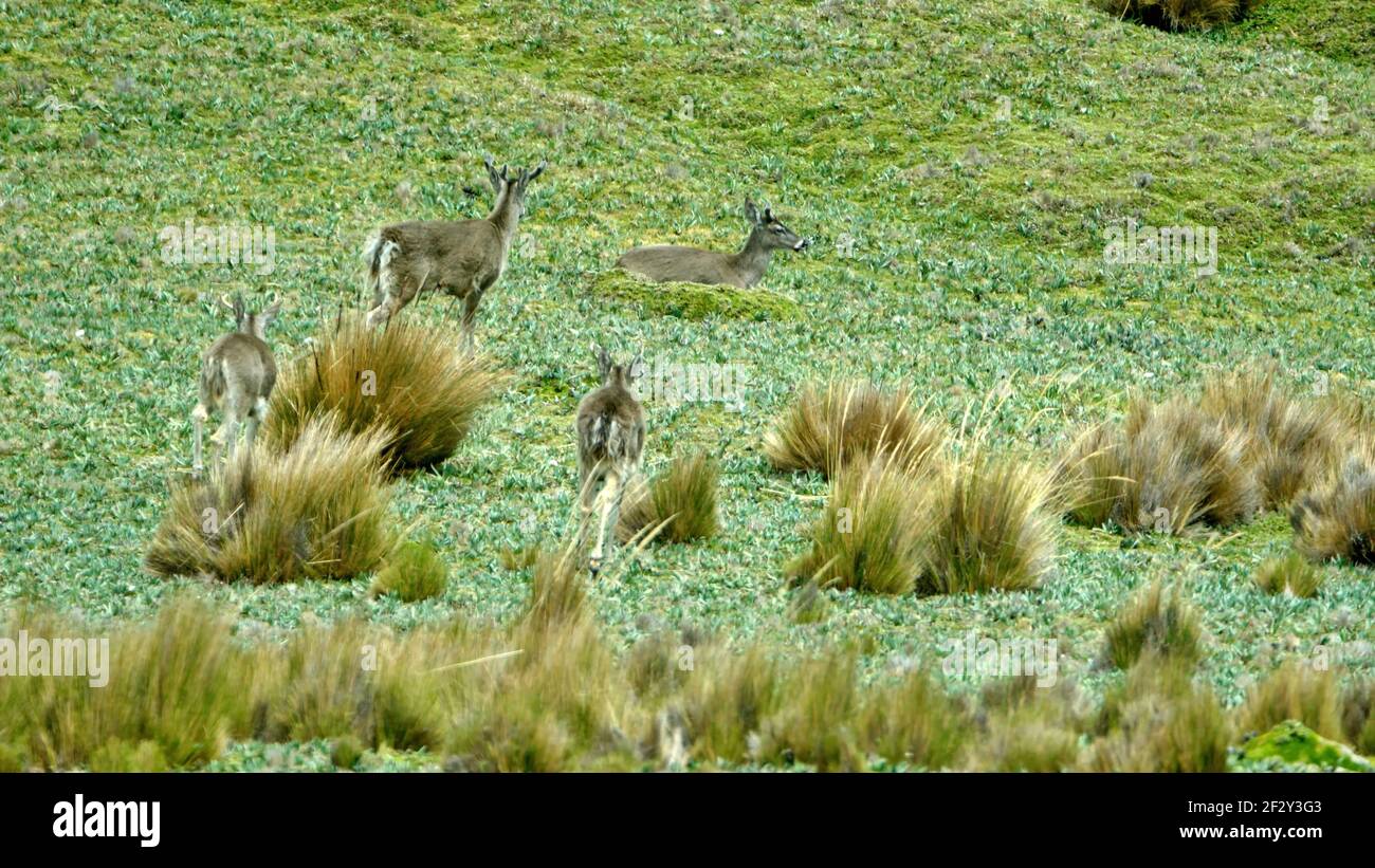 Herd of white tailed deer in the Antisana Ecological Reserve, outside ...