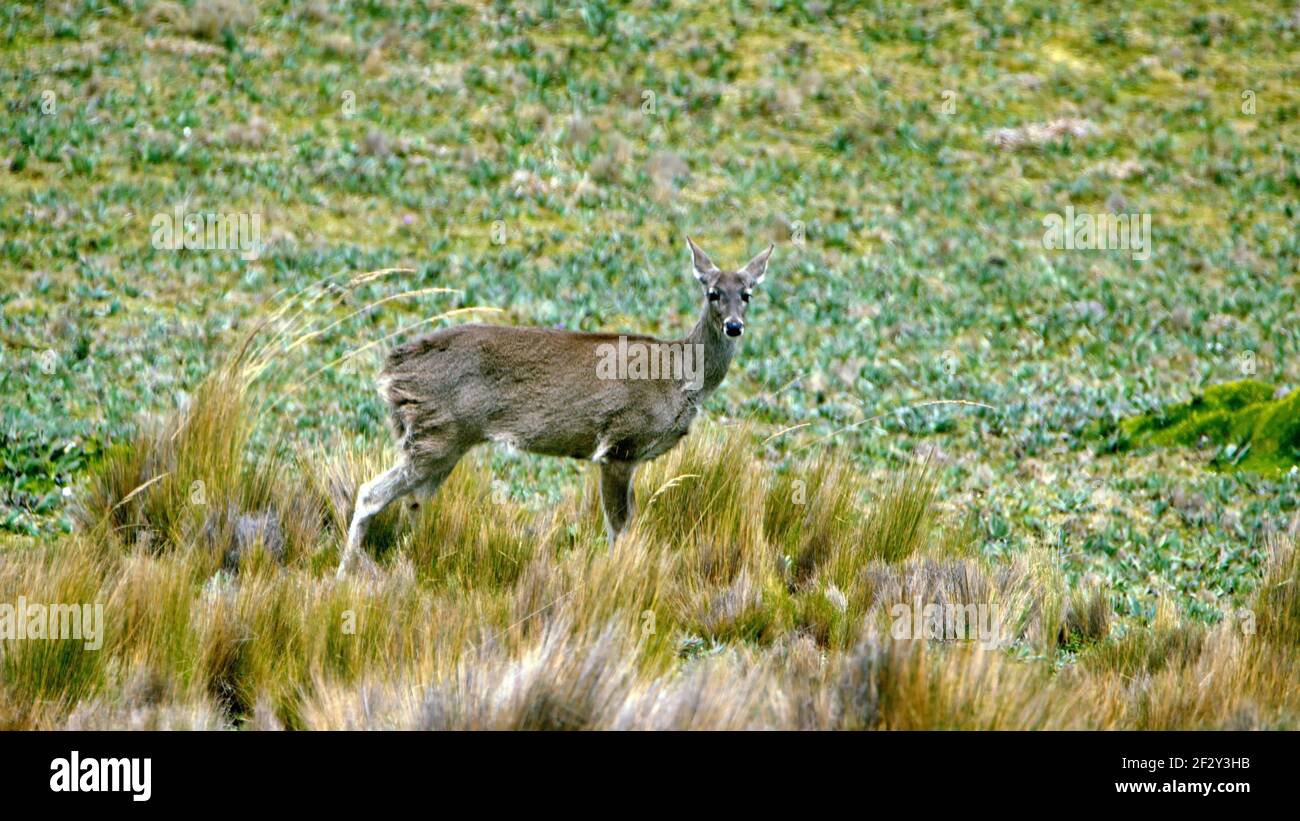 White tailed deer in the Antisana Ecological Reserve, outside of Quito ...