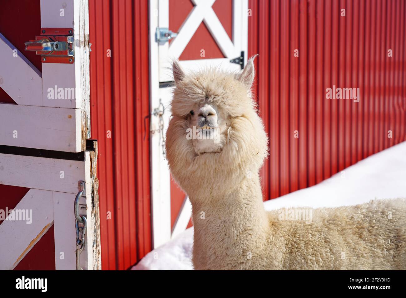 Winter view of furry alpaca in the snow in a farm in New Jersey Stock ...