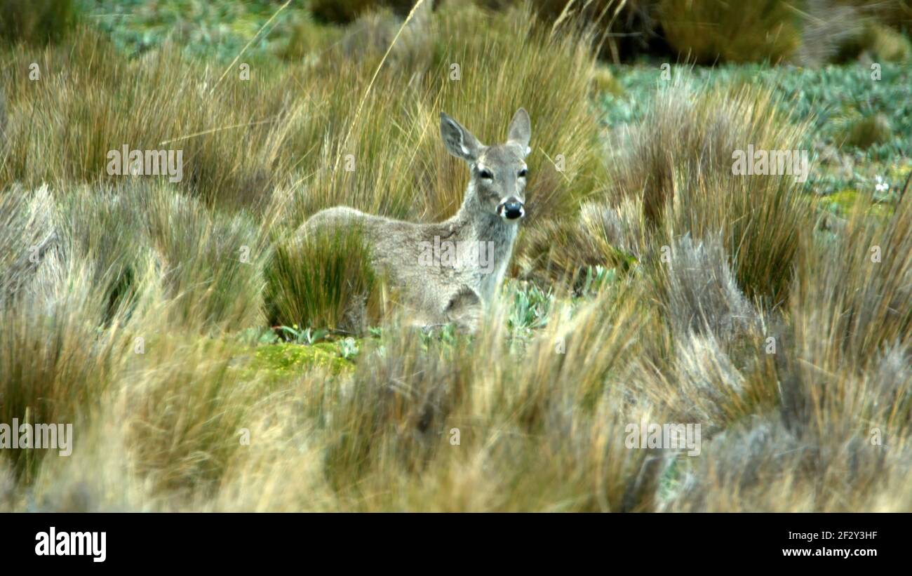 White tailed deer in the Antisana Ecological Reserve, outside of Quito ...