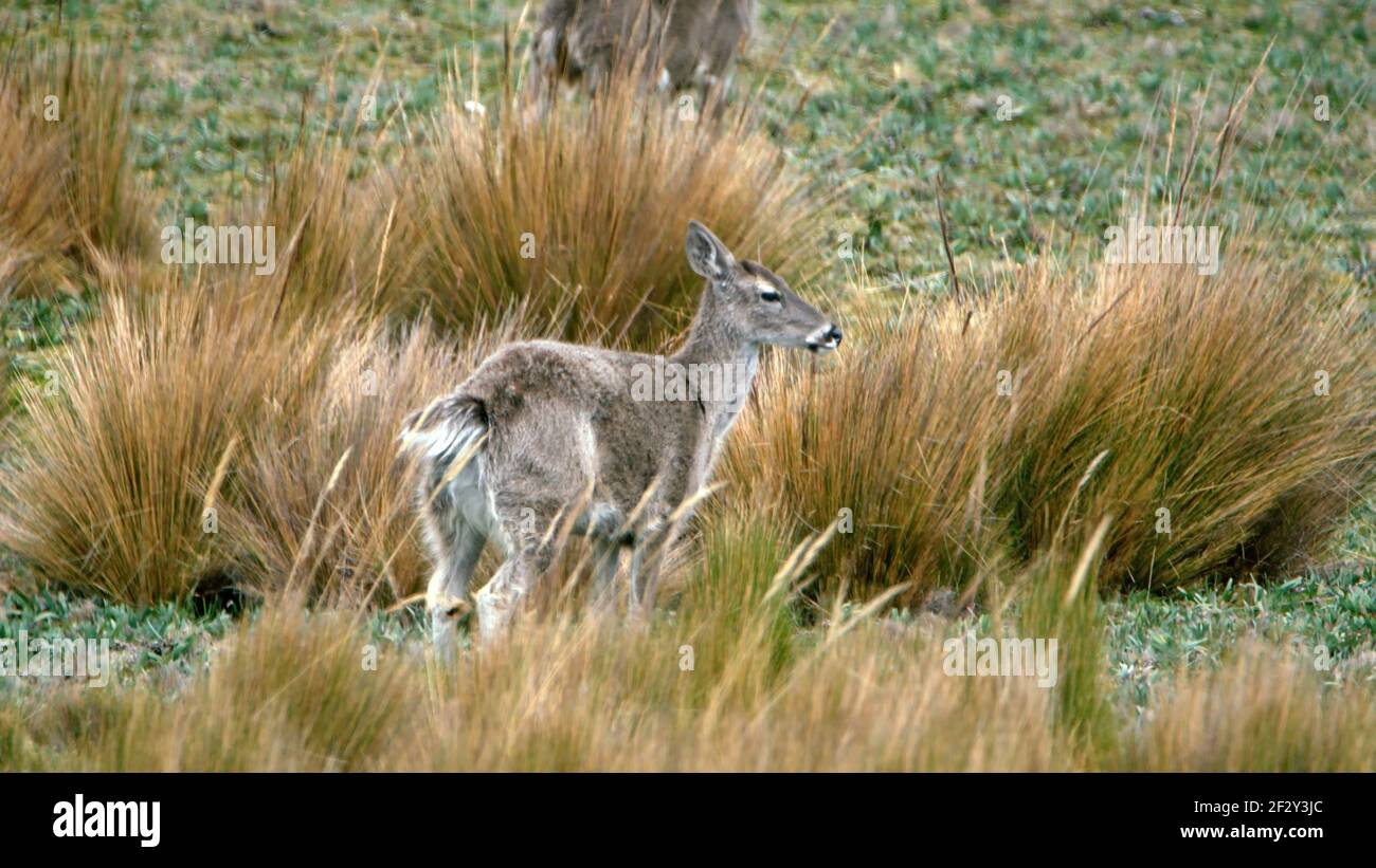 White tailed deer in the Antisana Ecological Reserve, outside of Quito ...