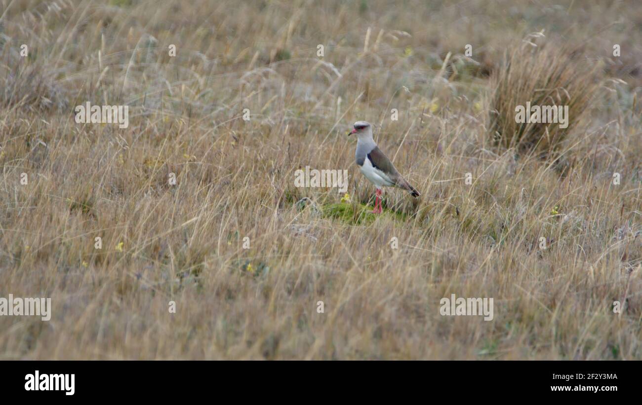 Andean lapwing (Vanellus resplendens) in the Antisana Ecological ...