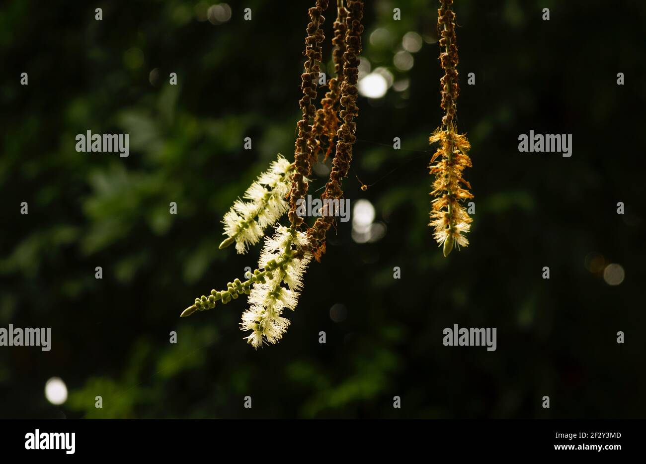 Melaleuca cajuputi flowers, in shallow focus. Cajuput oil is a volatile ...
