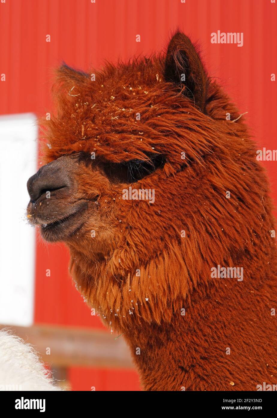 Portrait of a furry alpaca with snow on its face at a farm in New ...