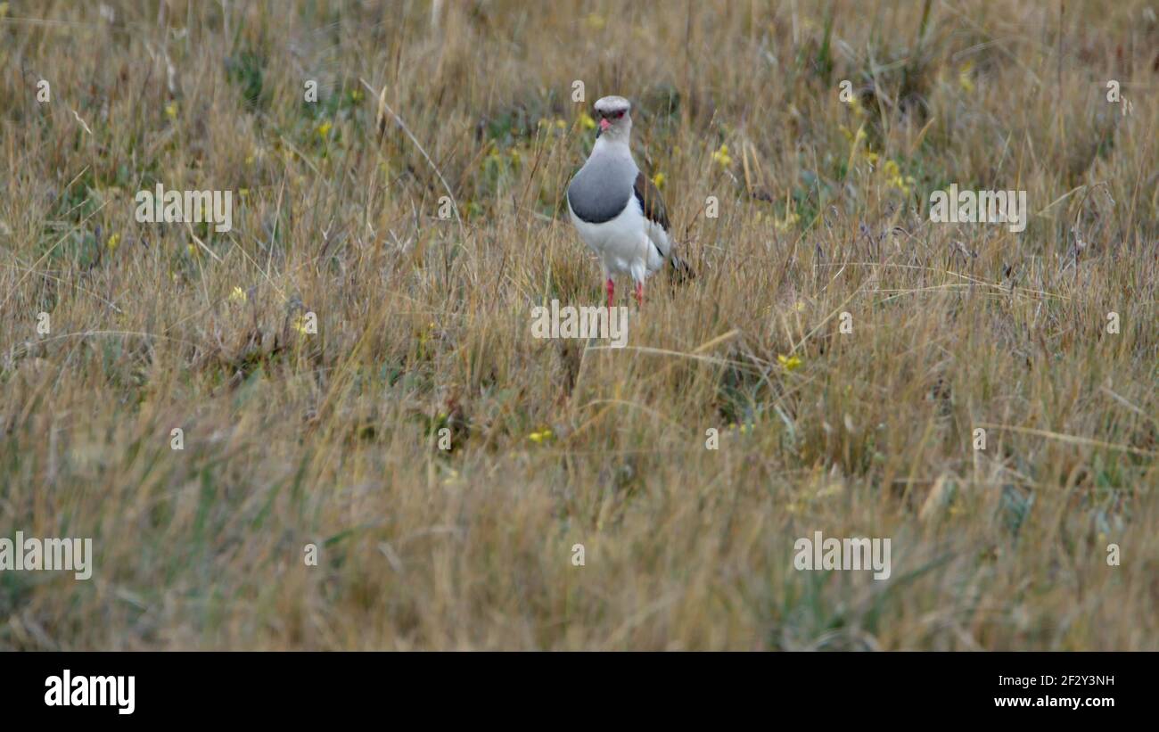 Andean lapwing (Vanellus resplendens) in the Antisana Ecological ...
