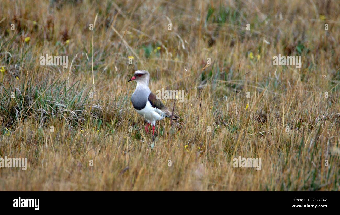 Andean lapwing (Vanellus resplendens) in the Antisana Ecological ...