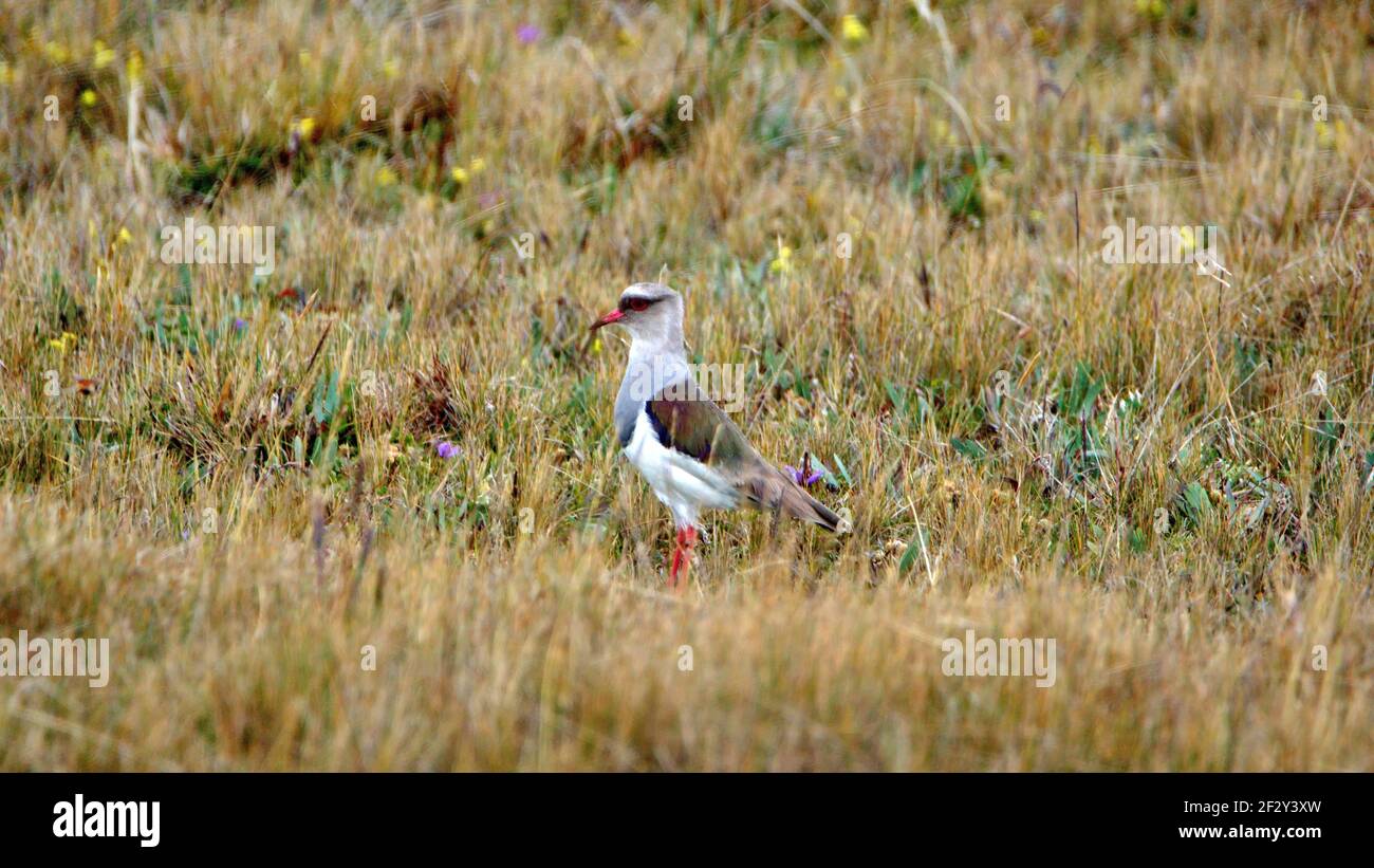 Andean lapwing (Vanellus resplendens) in the Antisana Ecological ...