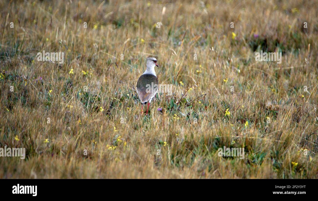 Andean lapwing (Vanellus resplendens) in the Antisana Ecological ...
