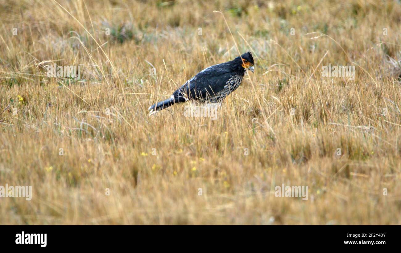 Carunculated caracara (Phalcoboenus carunculatus) in the Antisana ...